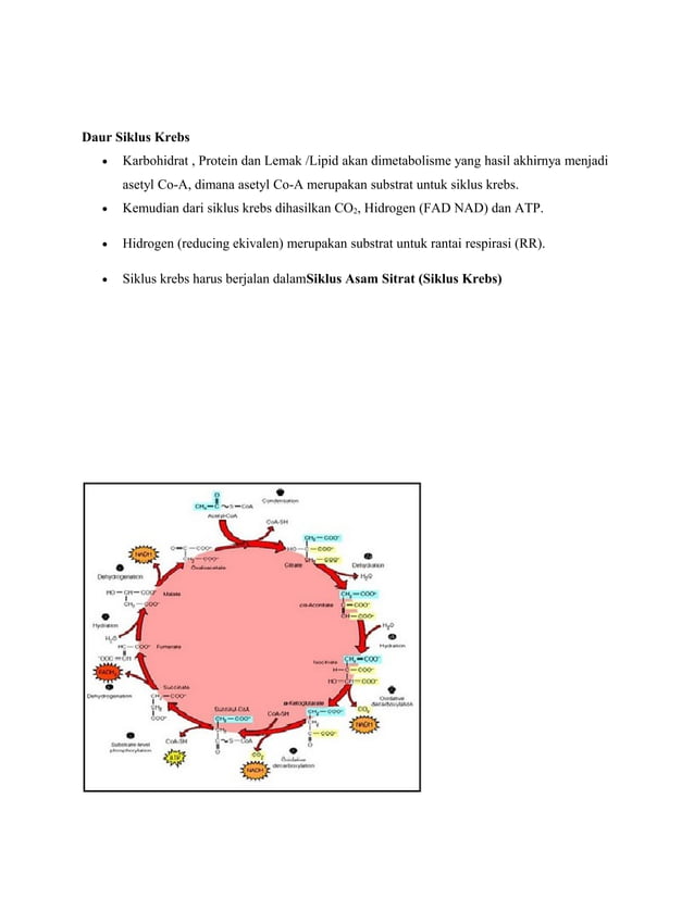 Siklus krebs | PDF