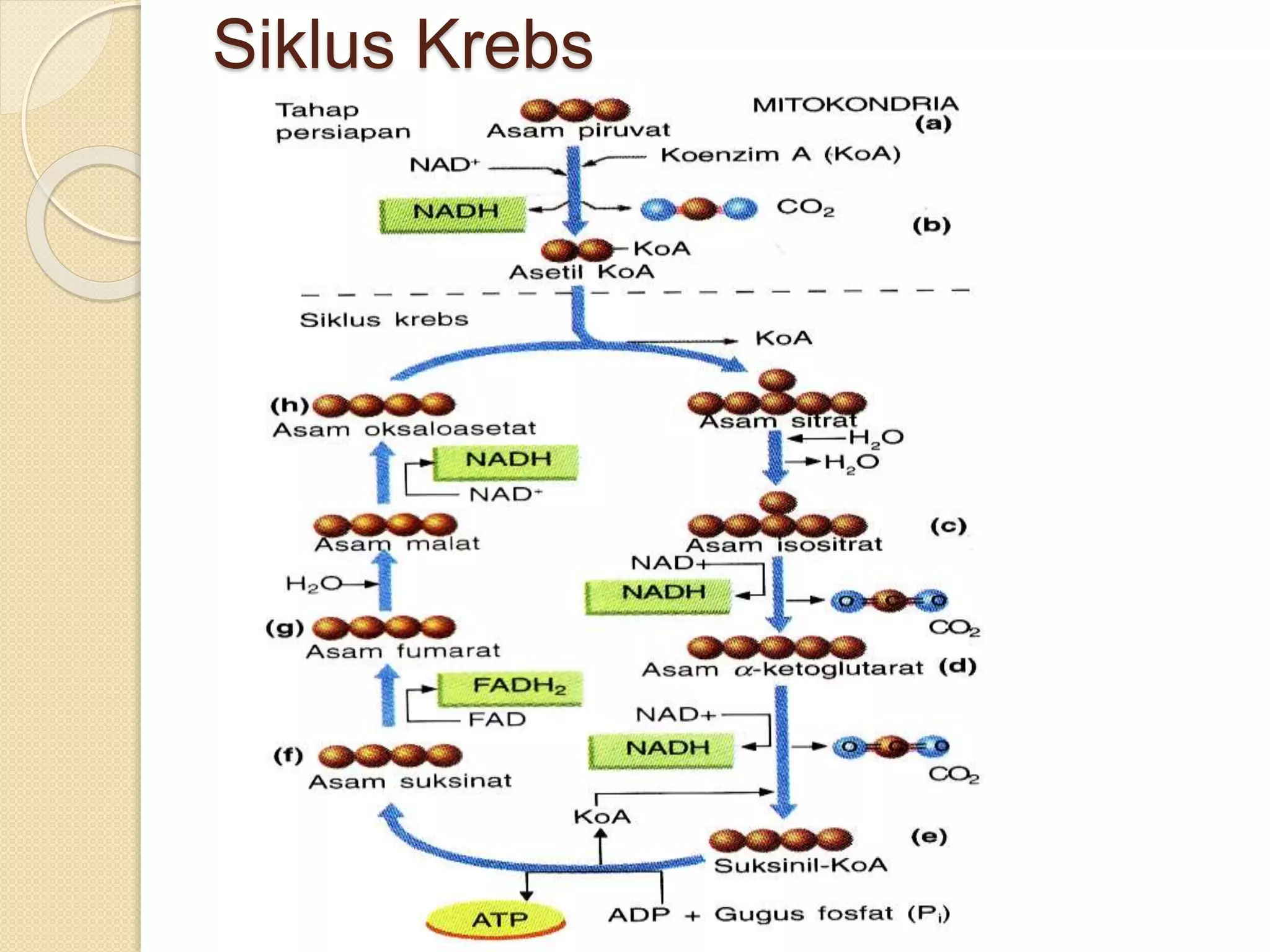 Siklus krebs | PPTX