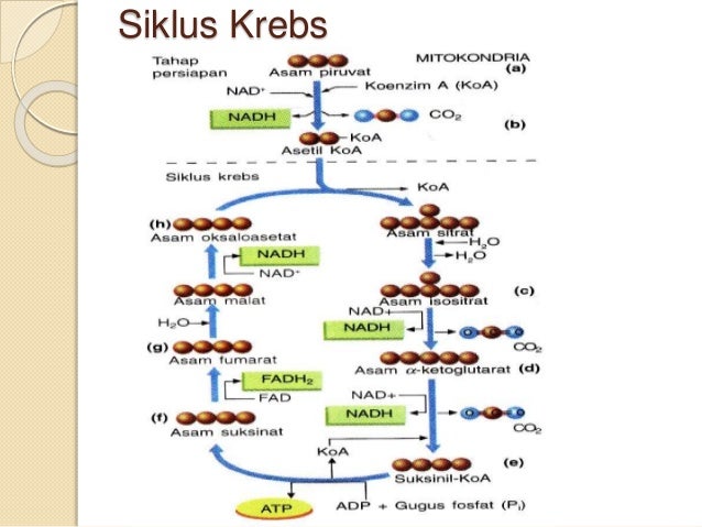 Siklus krebs