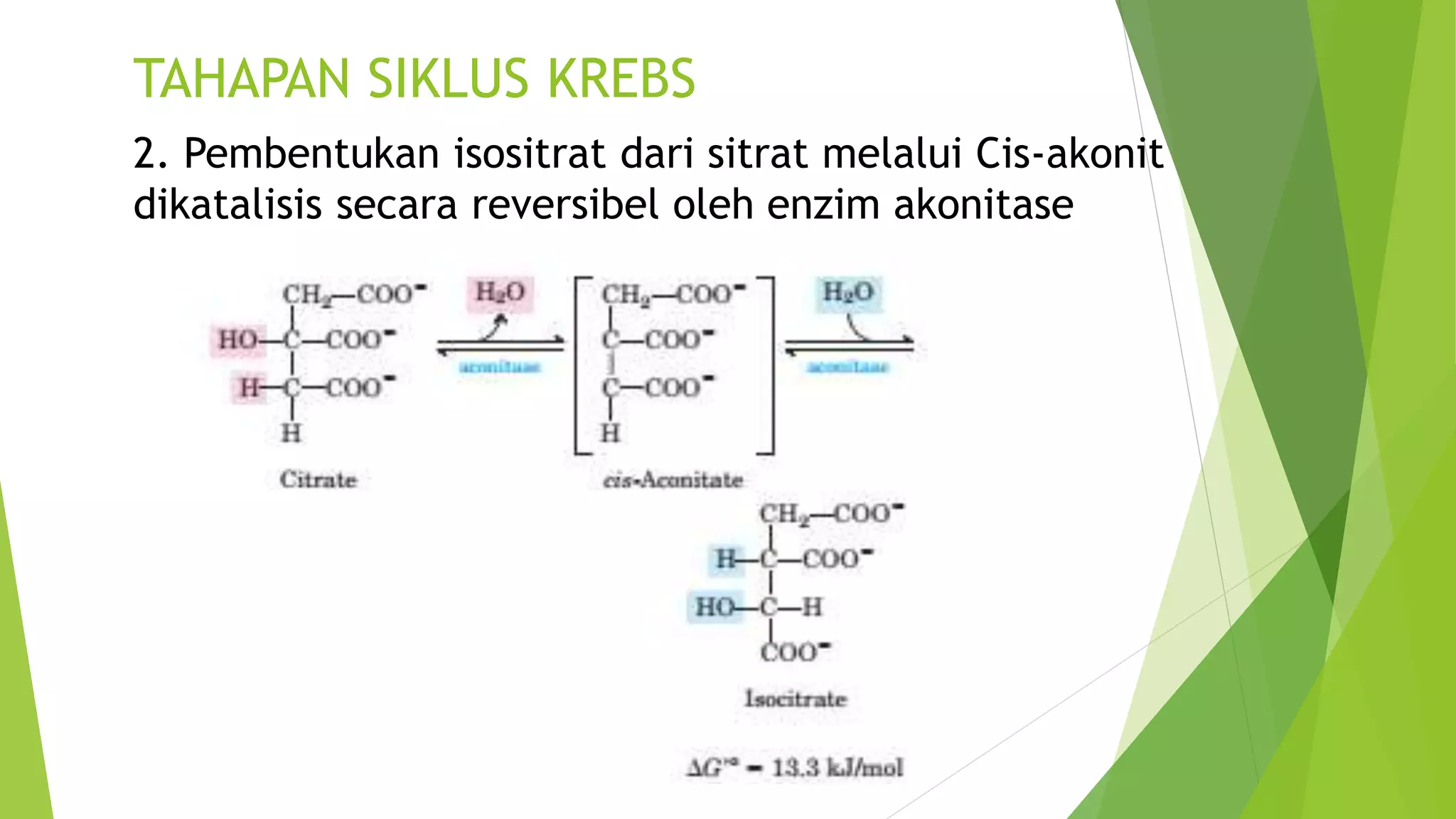 SIKLUS KREBS.ppt