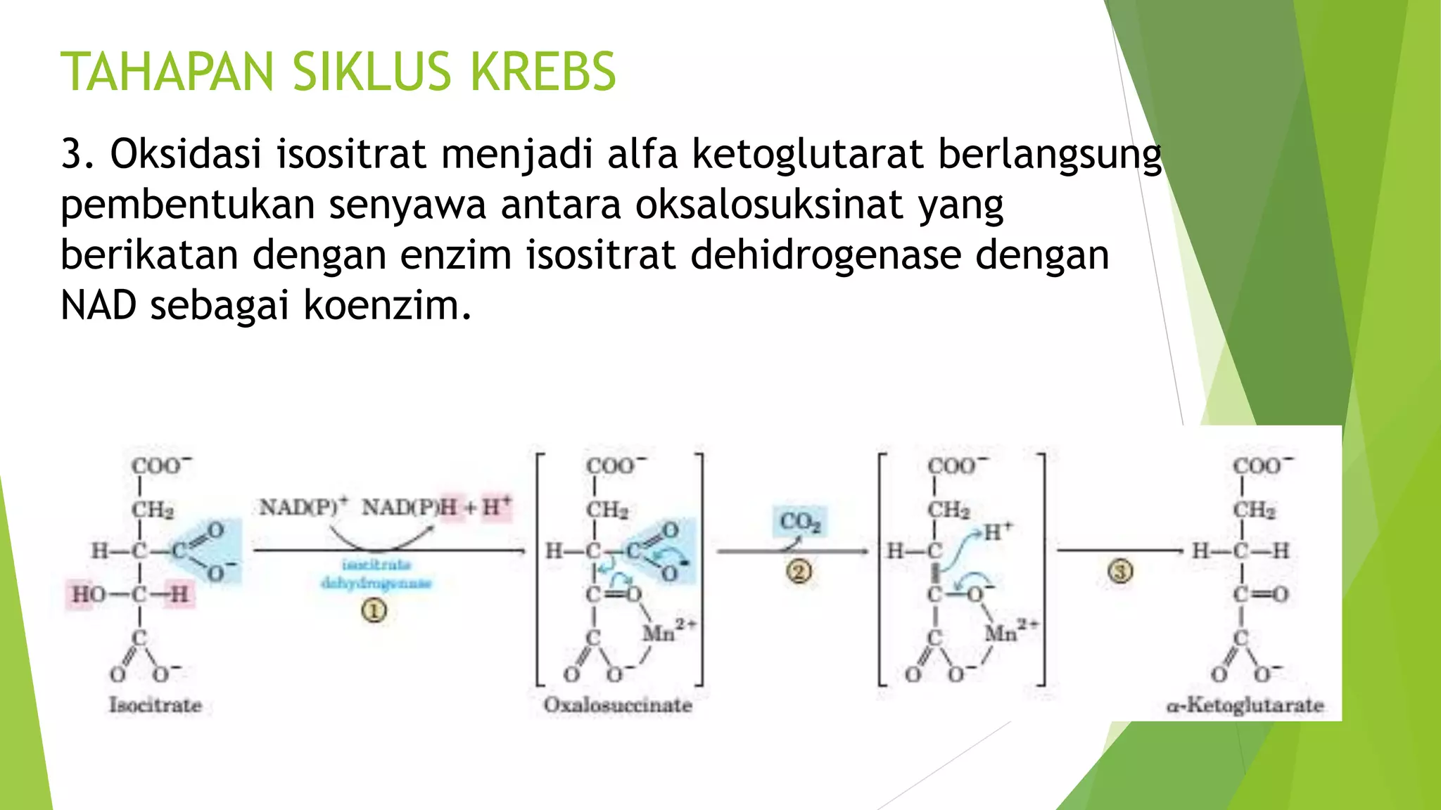 SIKLUS KREBS.ppt