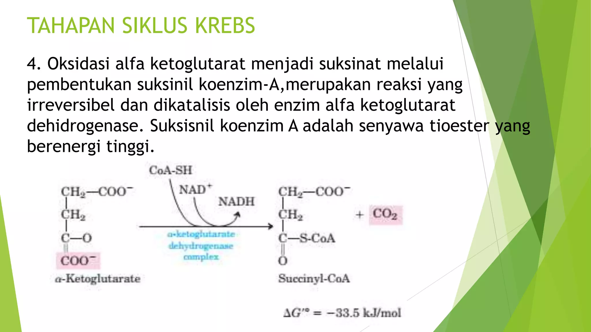 SIKLUS KREBS.ppt