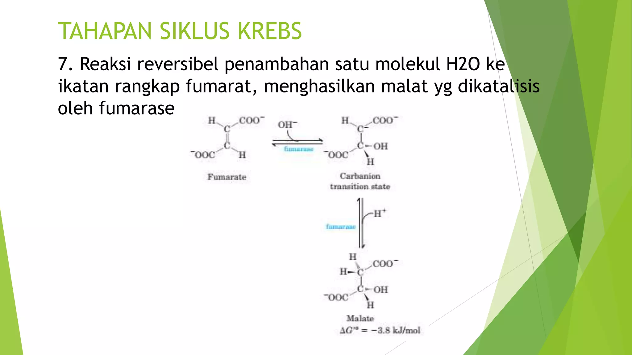SIKLUS KREBS.ppt