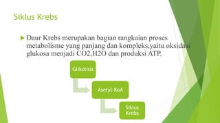 SIKLUS KREBS.ppt