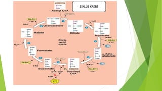 SIKLUS KREBS.ppt