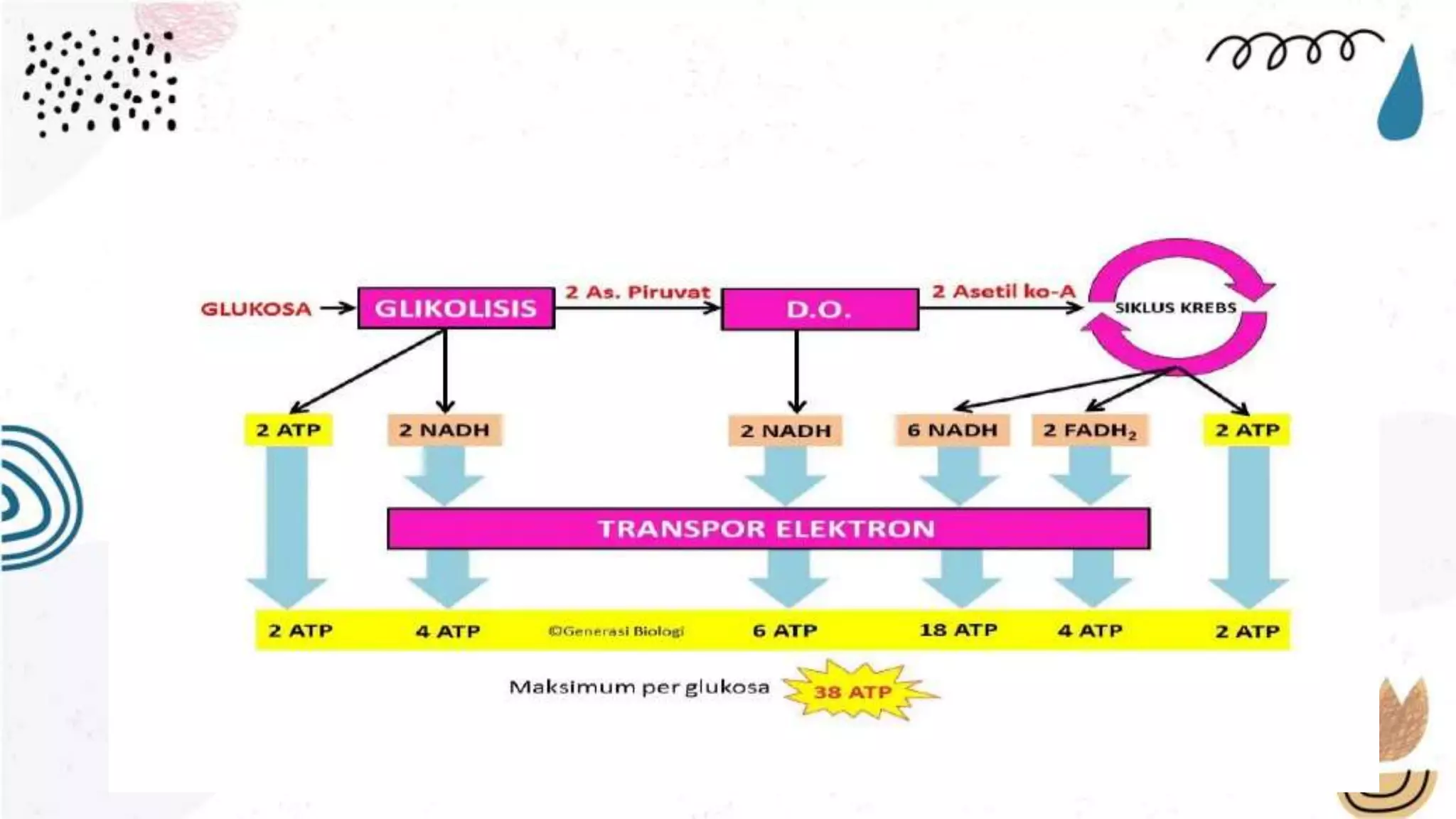 siklus krebs dan transpor elektron.pptx