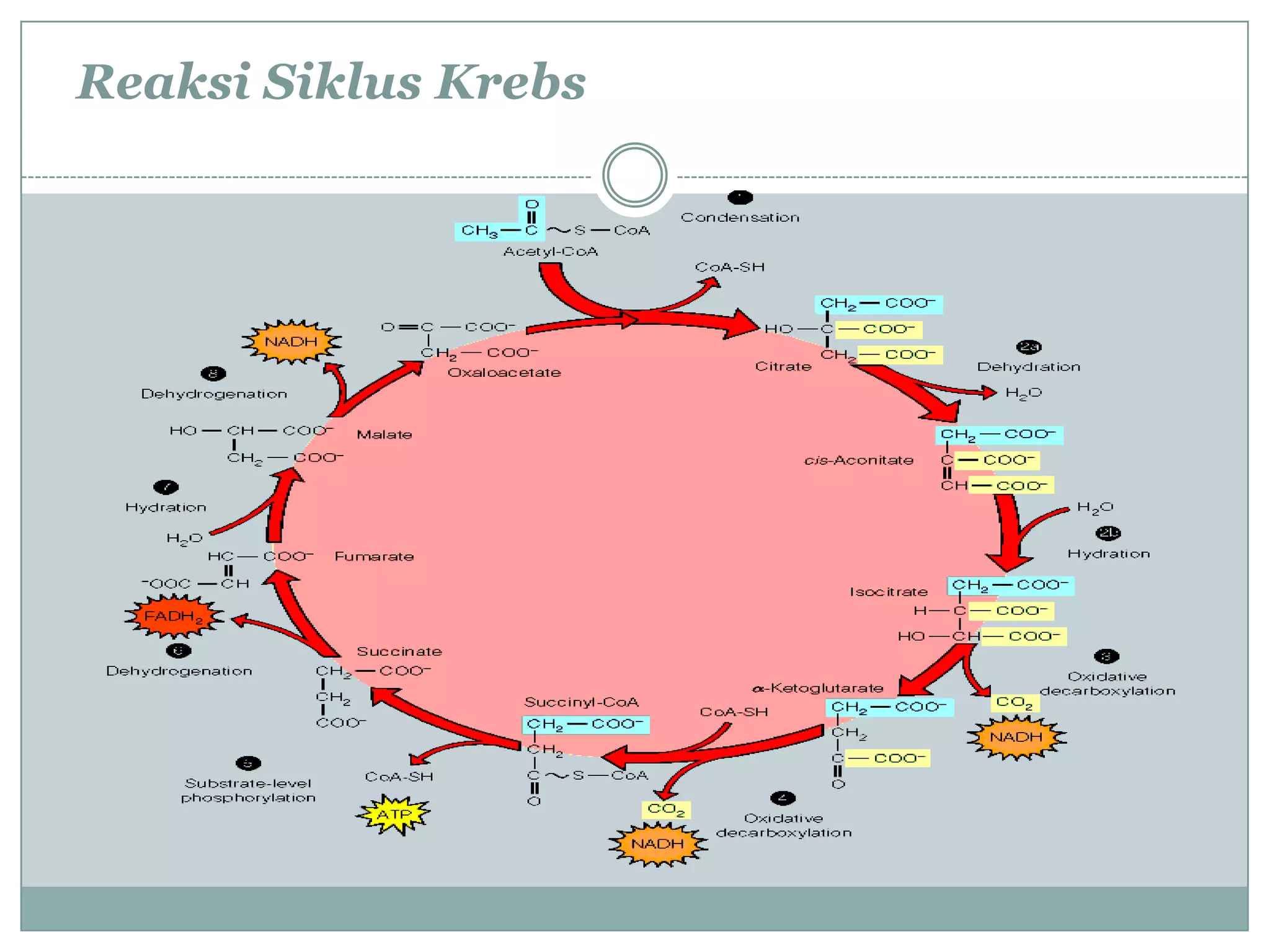 Siklus krebs ppt | PPTX