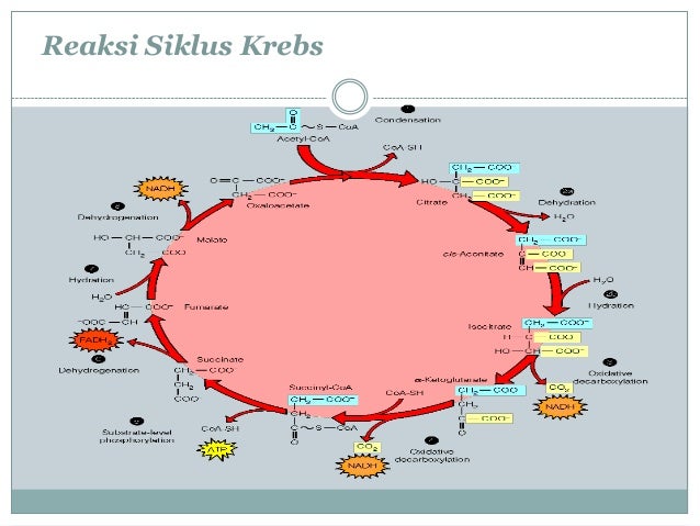 Siklus Krebs