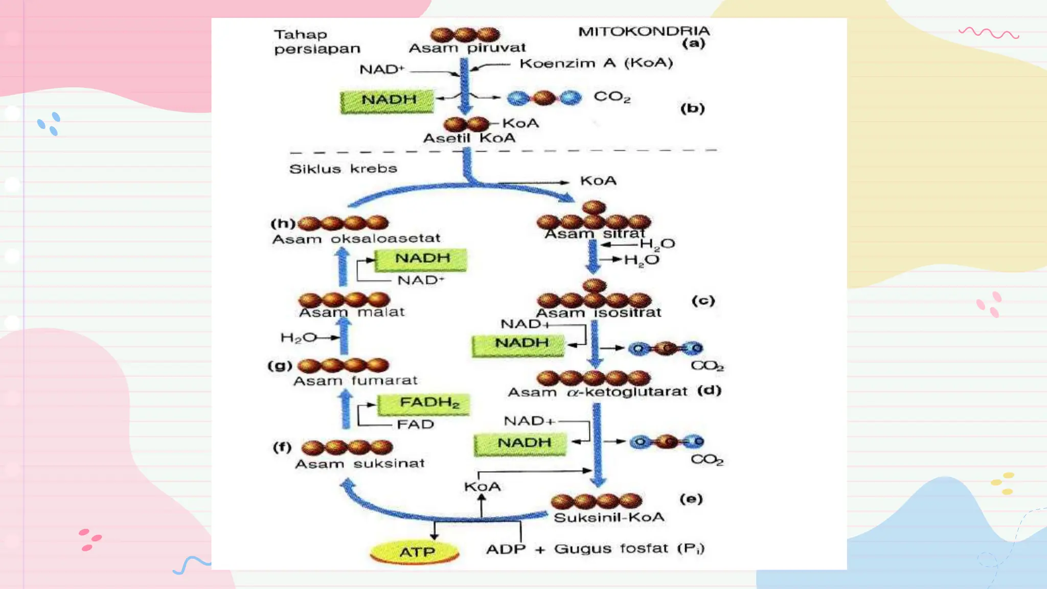SIKLUS KREBS rev(Kelompok 5).pptx