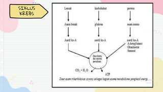 SIKLUS KREBS rev(Kelompok 5).pptx