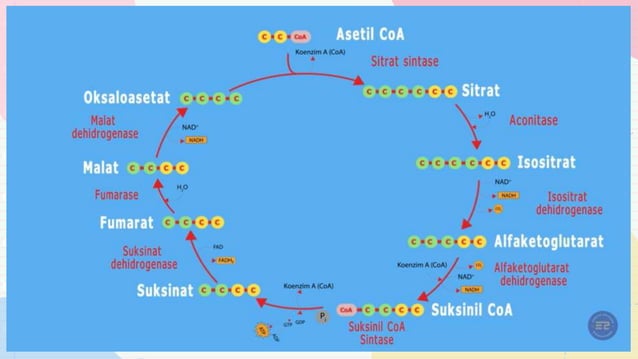 SIKLUS KREBS rev(Kelompok 5).pptx