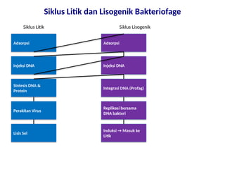 Siklus Litik dan Lisogenik Bakteriofage: Proses dan Mekanisme | PPTX