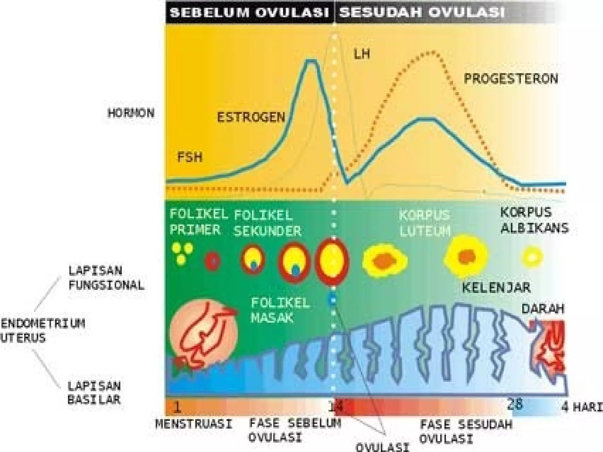 Siklus menstruasi | PPT