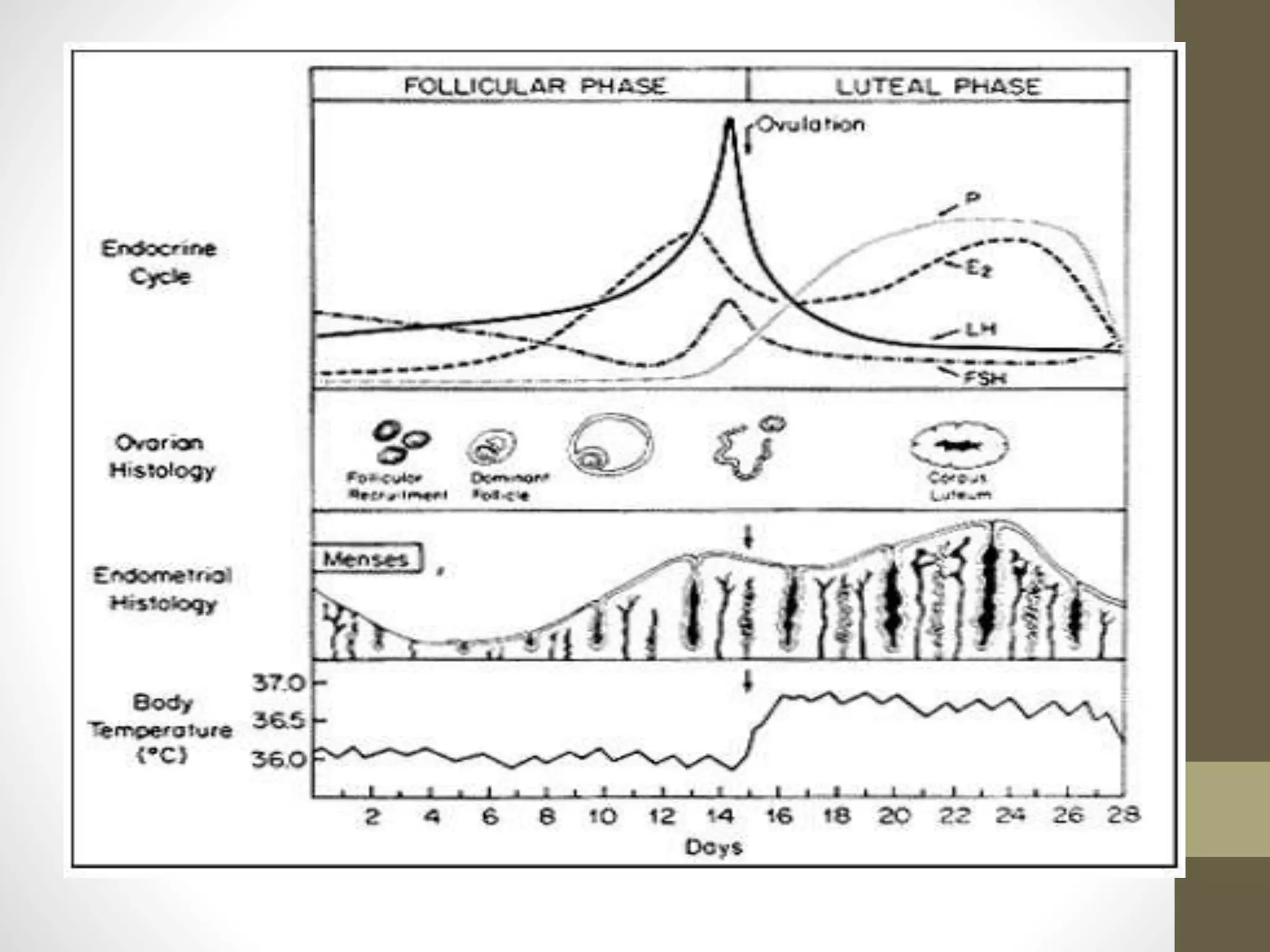 siklus mestruasi.pptx