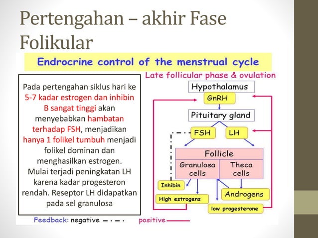 siklus mestruasi.pptx
