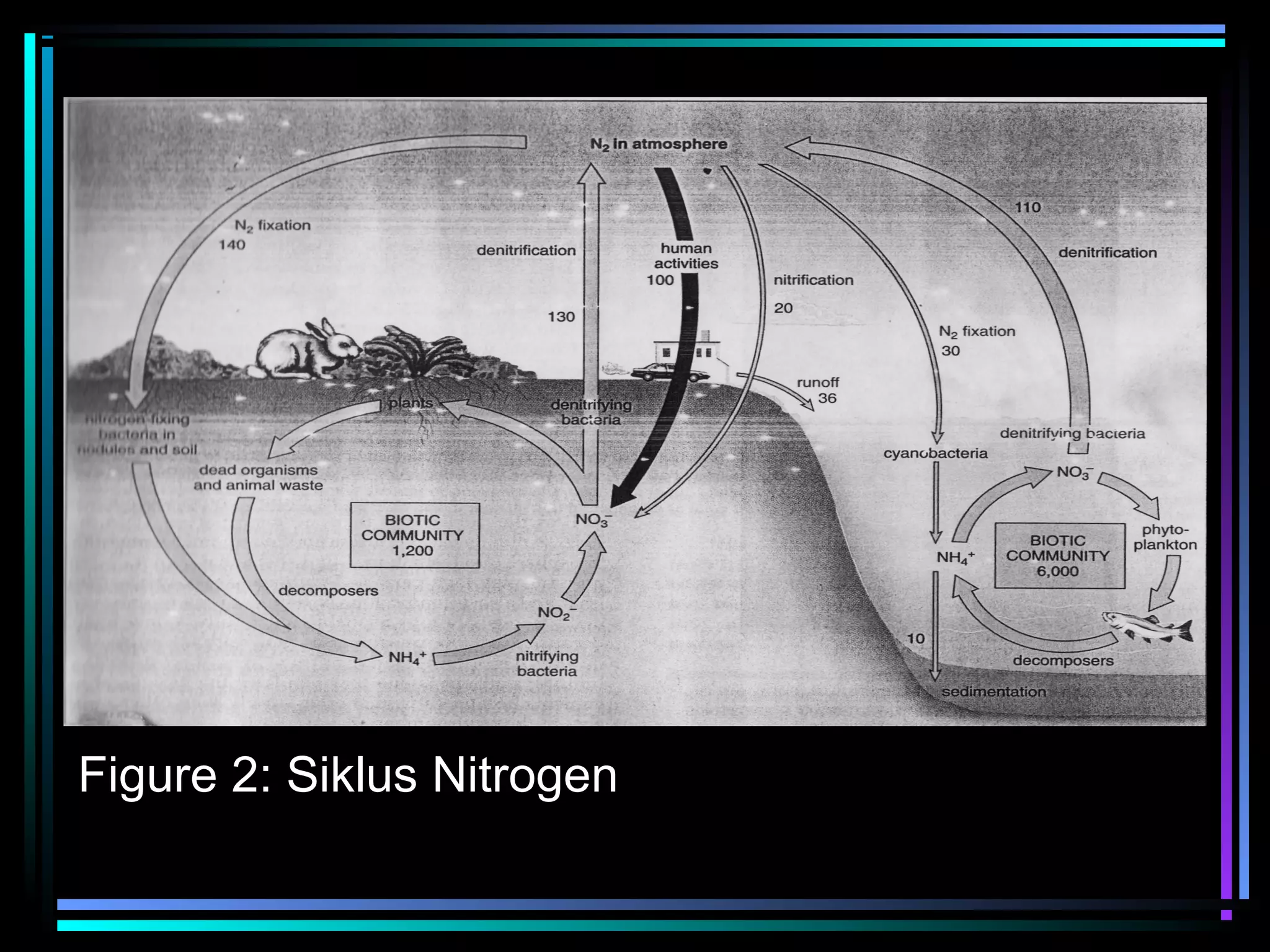 Siklus Nitrogen | PPT