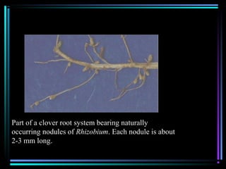 Siklus Nitrogen | PPT