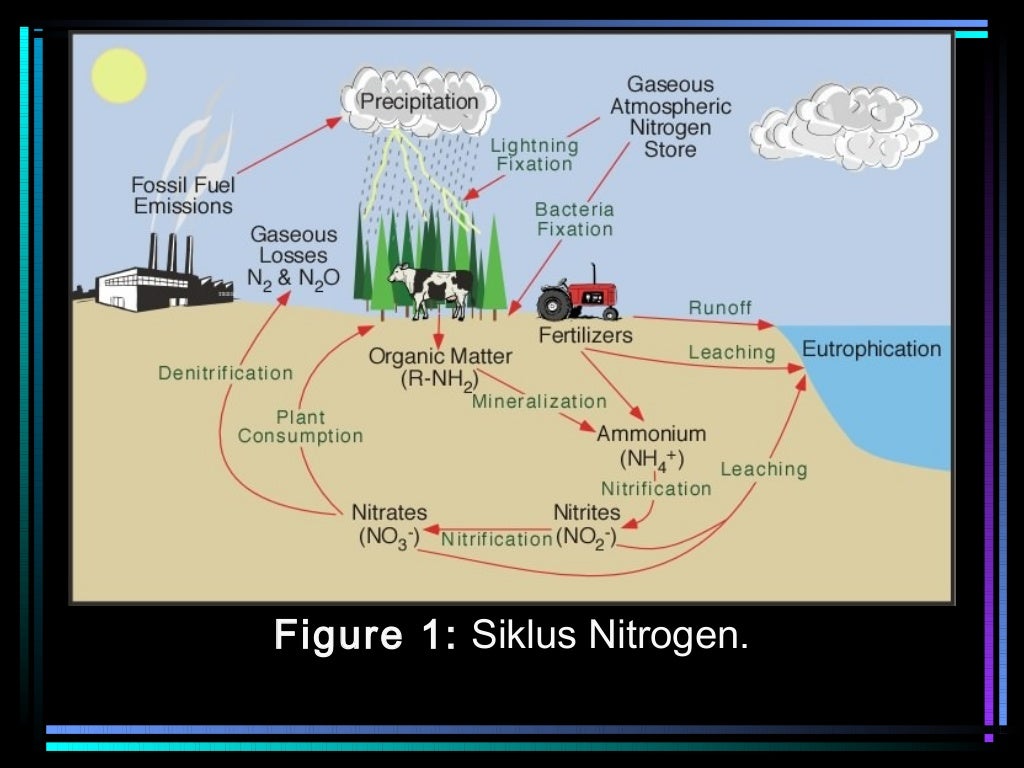 Contoh Pengertian Siklus Nitrogen Webpintar - vrogue.co Contoh Pengertian Siklus Nitrogen Webpintar - vrogue.co