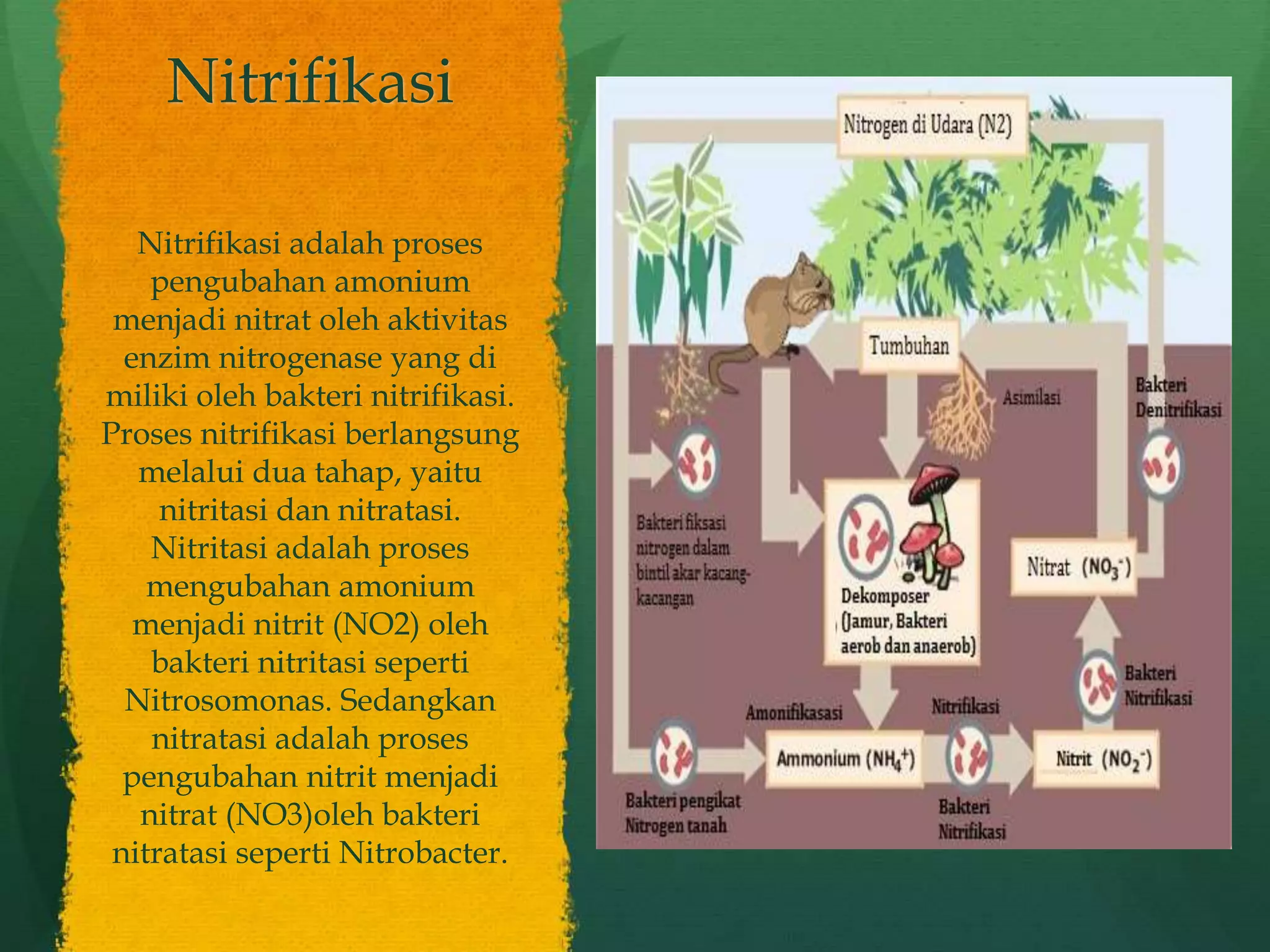 Siklus Nitrogen dan Fungsinya Bagi Kehidupan | PPTX