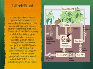 Siklus Nitrogen dan Fungsinya Bagi Kehidupan | PPTX