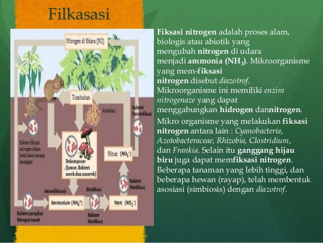 Siklus Nitrogen Dan Fungsinya Bagi Kehidupan