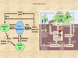 Comprehensive Overview of Biogeochemical Cycles: Oxygen, Carbon ...