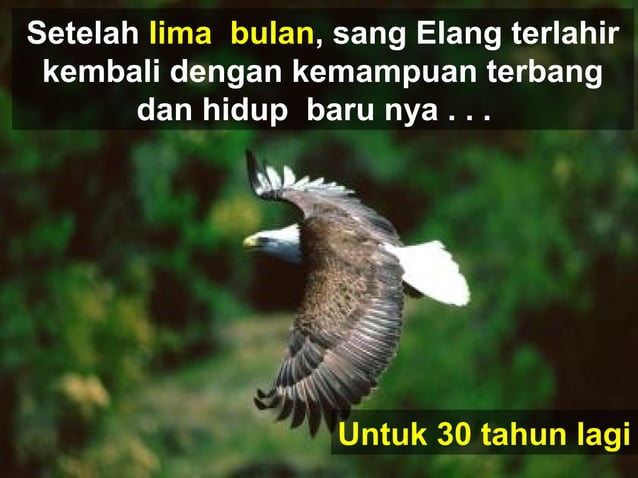 Siklus sang elang | PPT