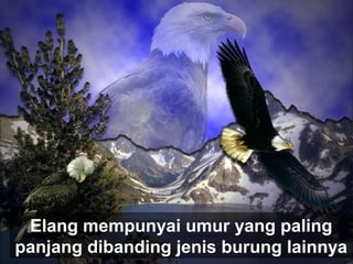Siklus sang elang | PPS