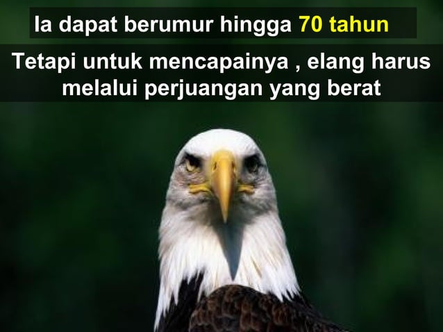 Siklus sang elang | PPT