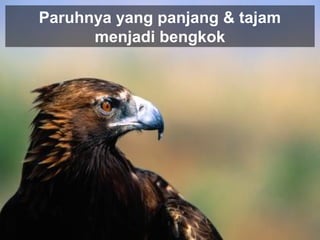 Siklus sang elang | PPS