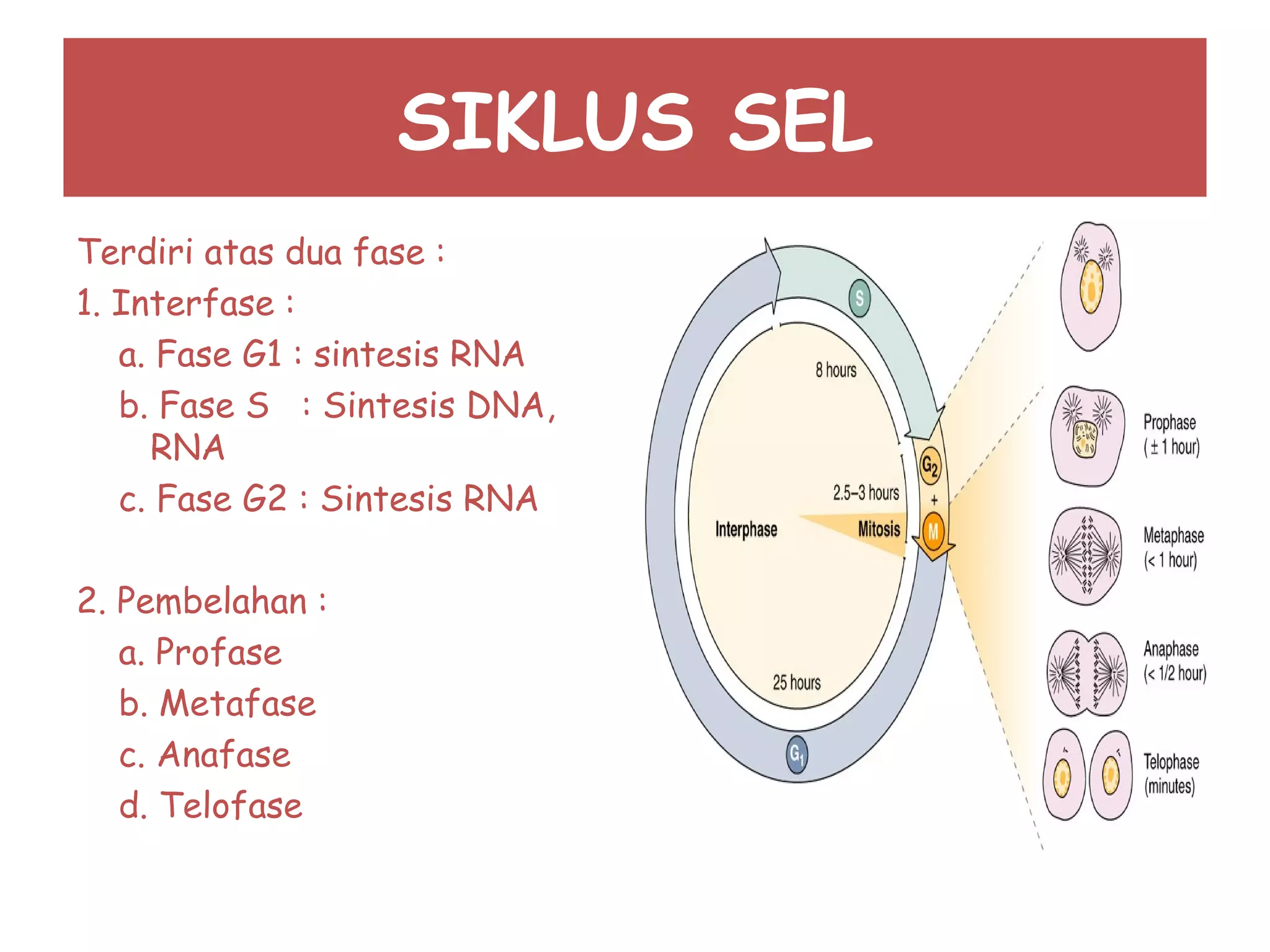 Siklus sel | PPT