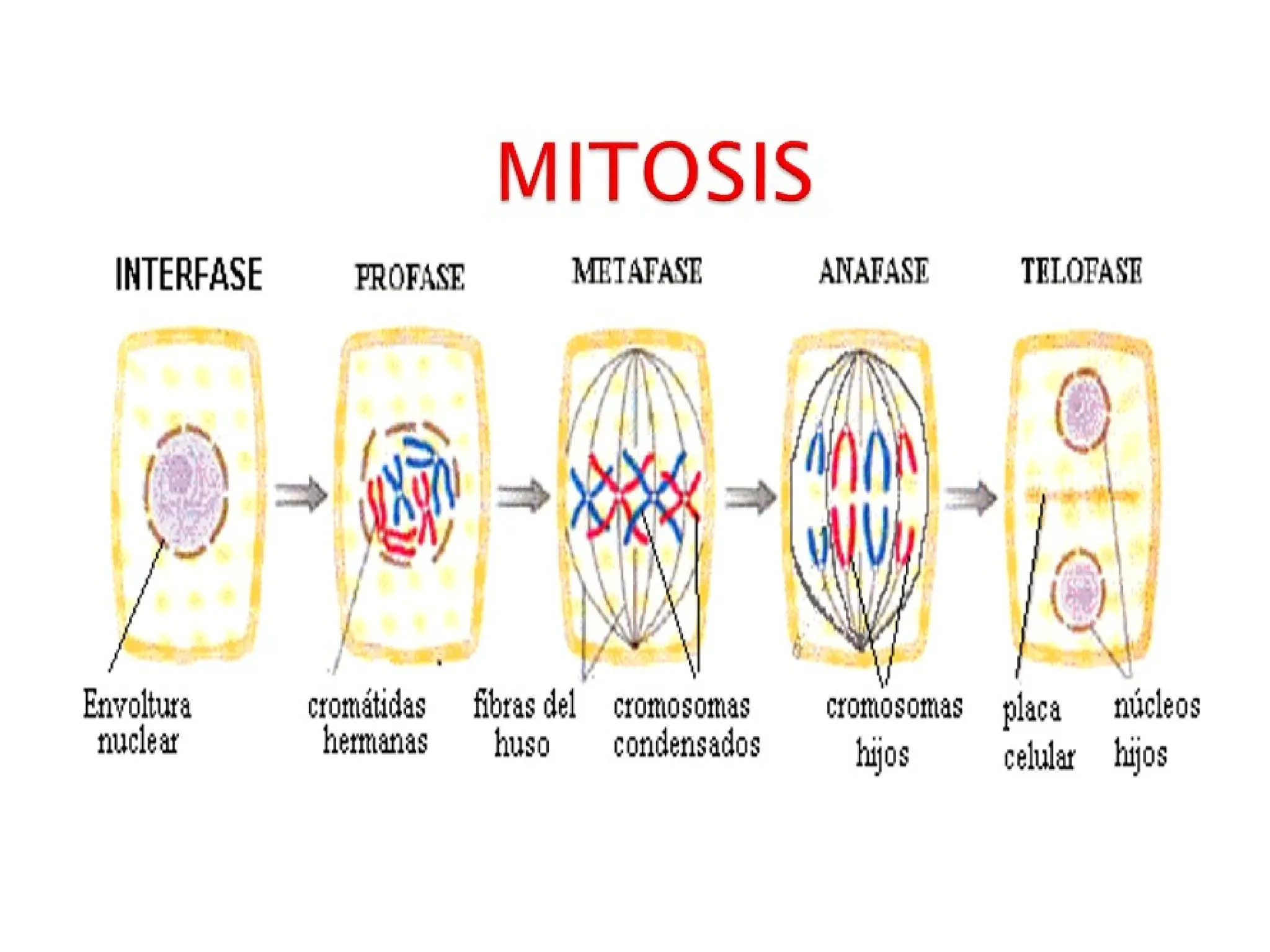 siklus sel, tahapan mitosis dan meiosis serta amitosis | PPT