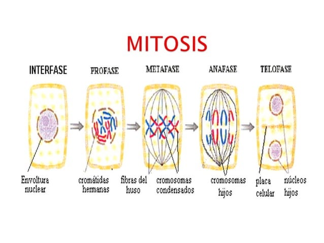 siklus sel, tahapan mitosis dan meiosis serta amitosis | PPT