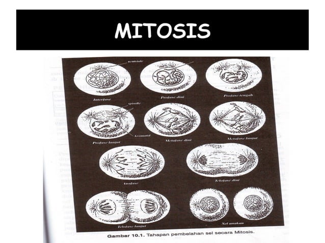 siklus sel, tahapan mitosis dan meiosis serta amitosis | PPT