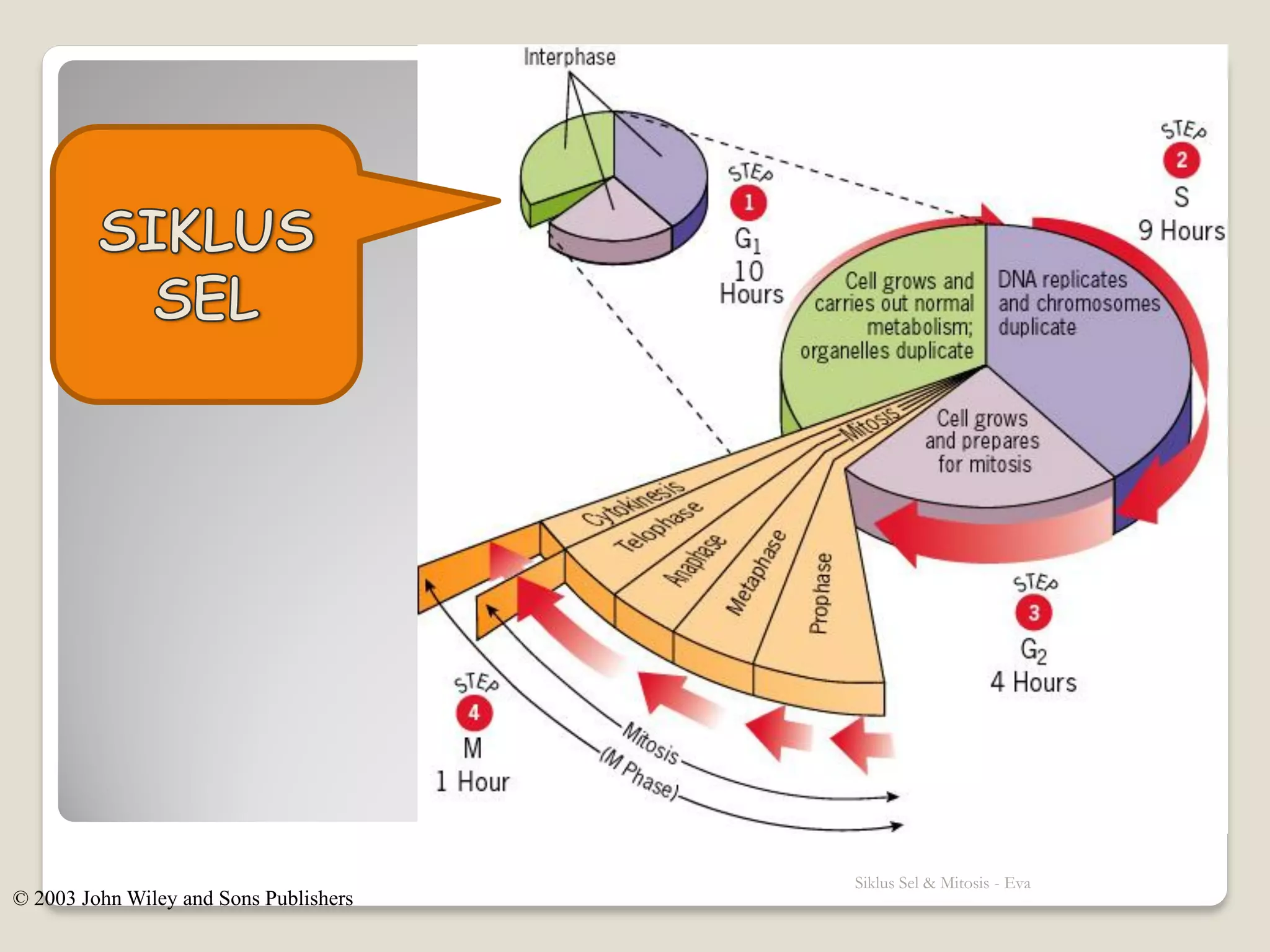 Siklus sel dan mitosis | PDF