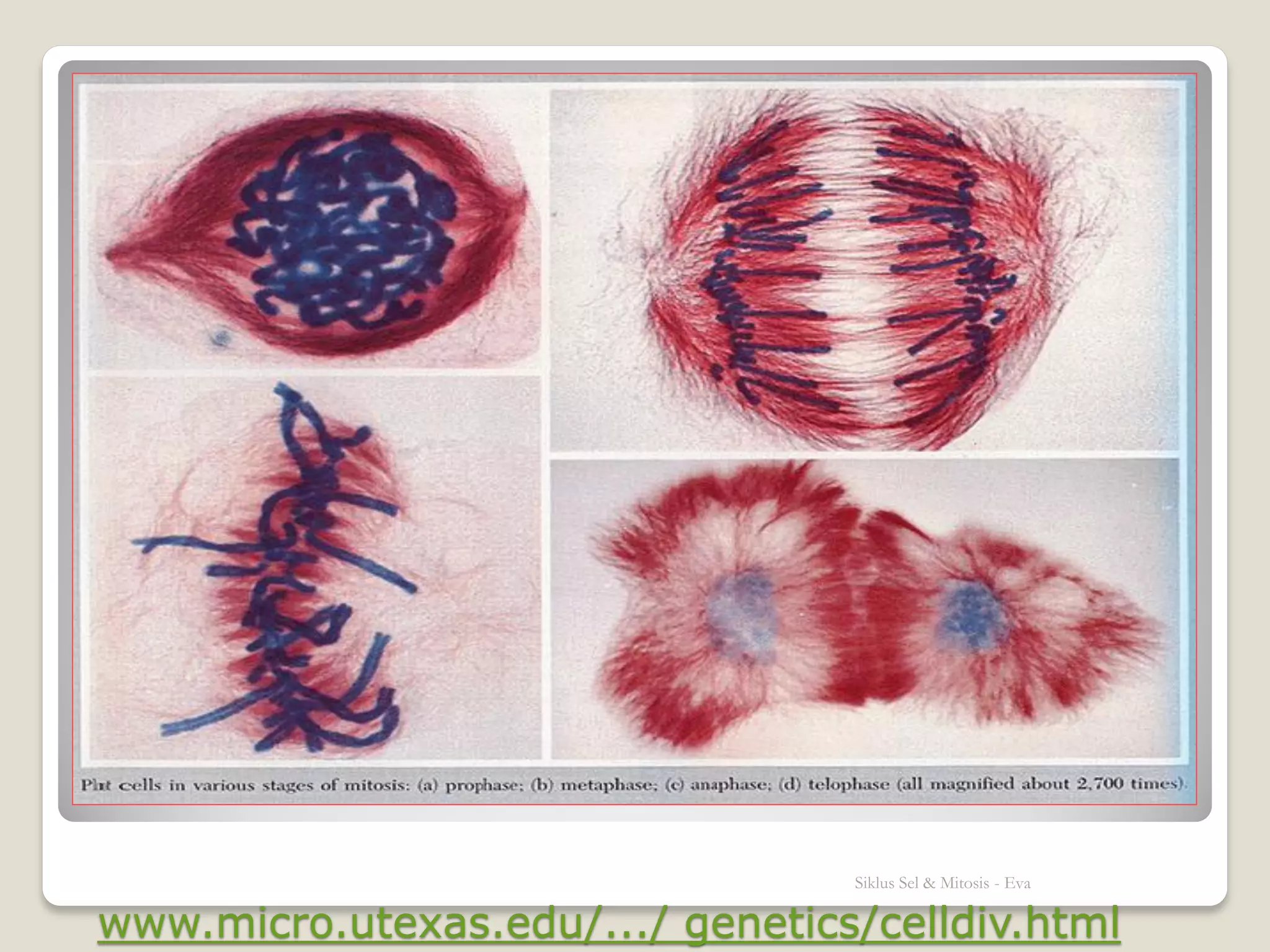 Siklus sel dan mitosis | PDF