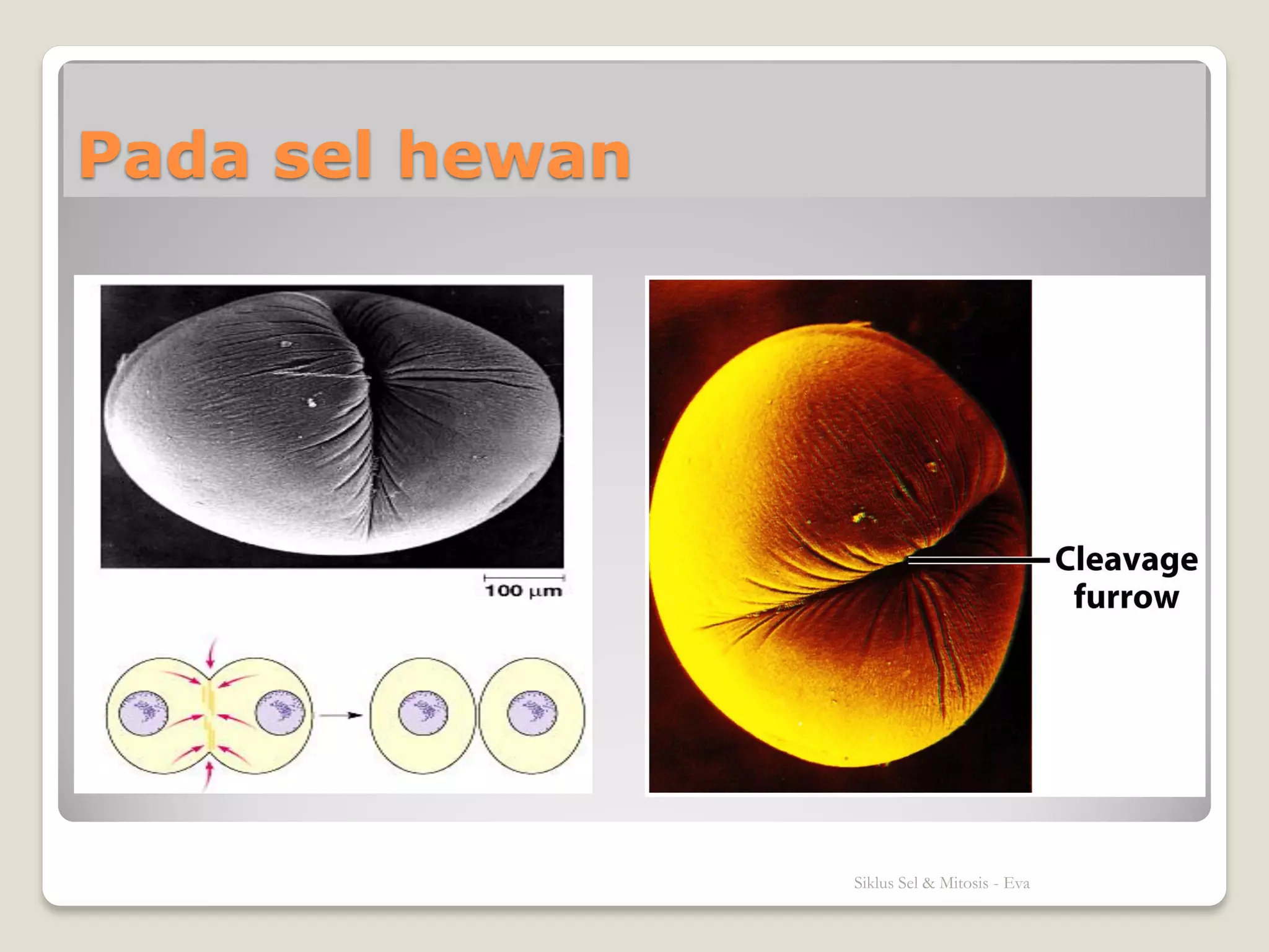 Siklus sel dan mitosis | PDF
