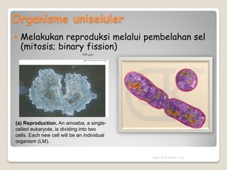 Siklus sel dan mitosis | PDF