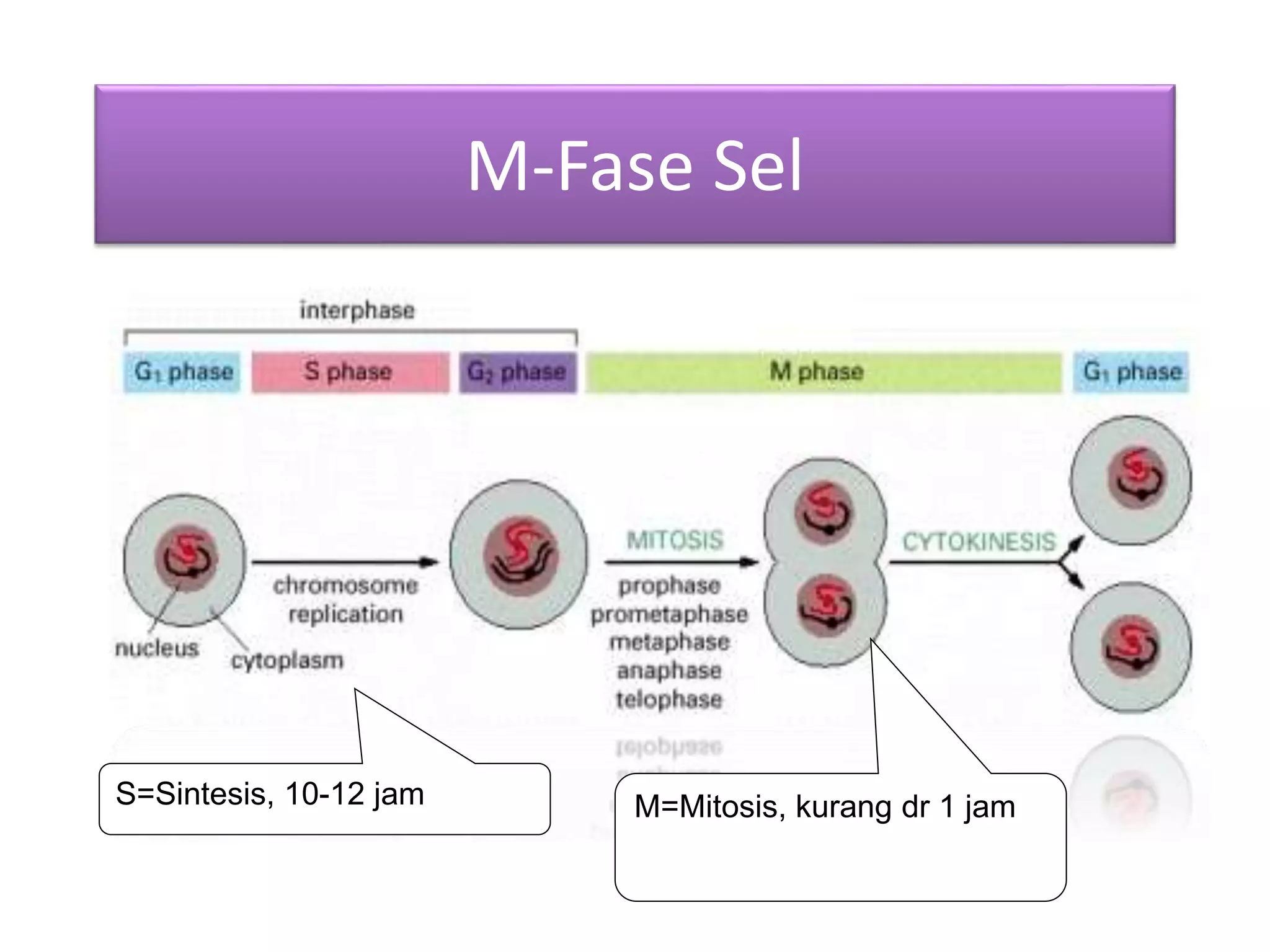 Siklus sel dan Pembelahan sel | PPTX