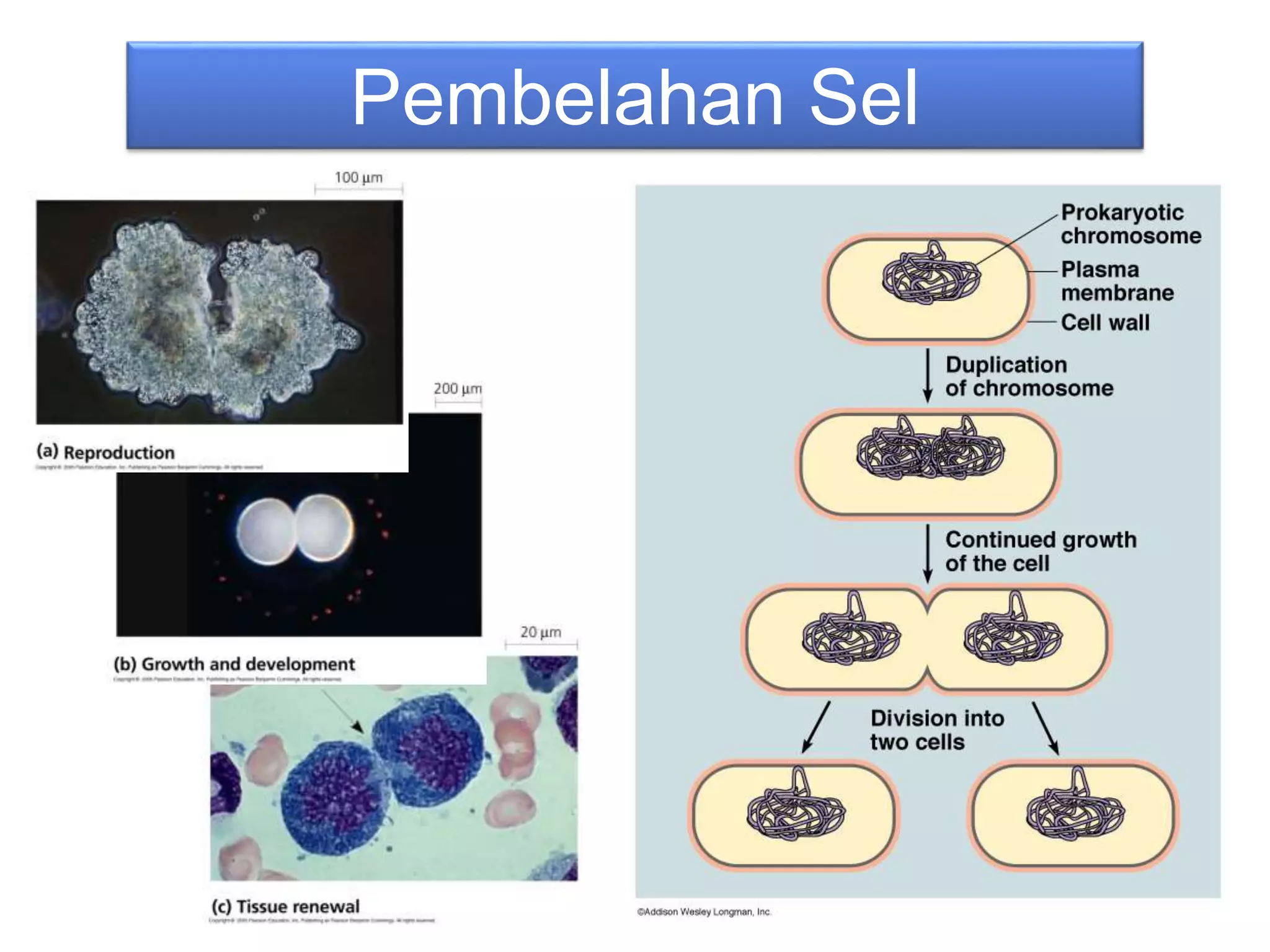 Siklus sel dan Pembelahan sel | PPTX