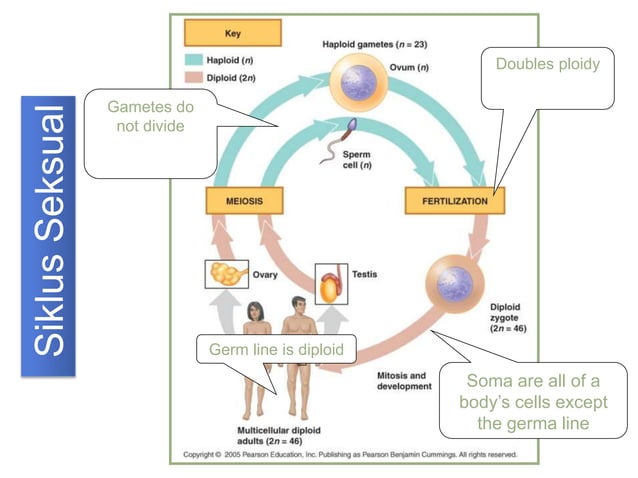 Siklus sel dan Pembelahan sel | PPTX