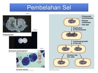 Siklus sel dan Pembelahan sel | PPTX