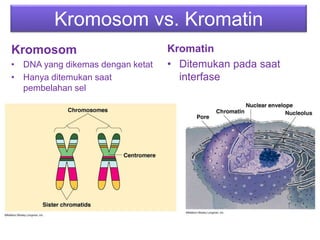 Siklus sel dan Pembelahan sel | PPTX