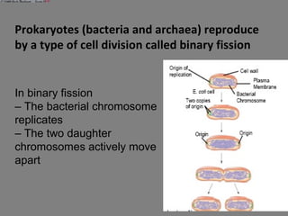 Siklus sel mitosis (Universitas Kuningan) | PPT