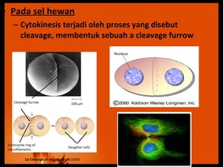 Siklus sel mitosis (Universitas Kuningan) | PPT