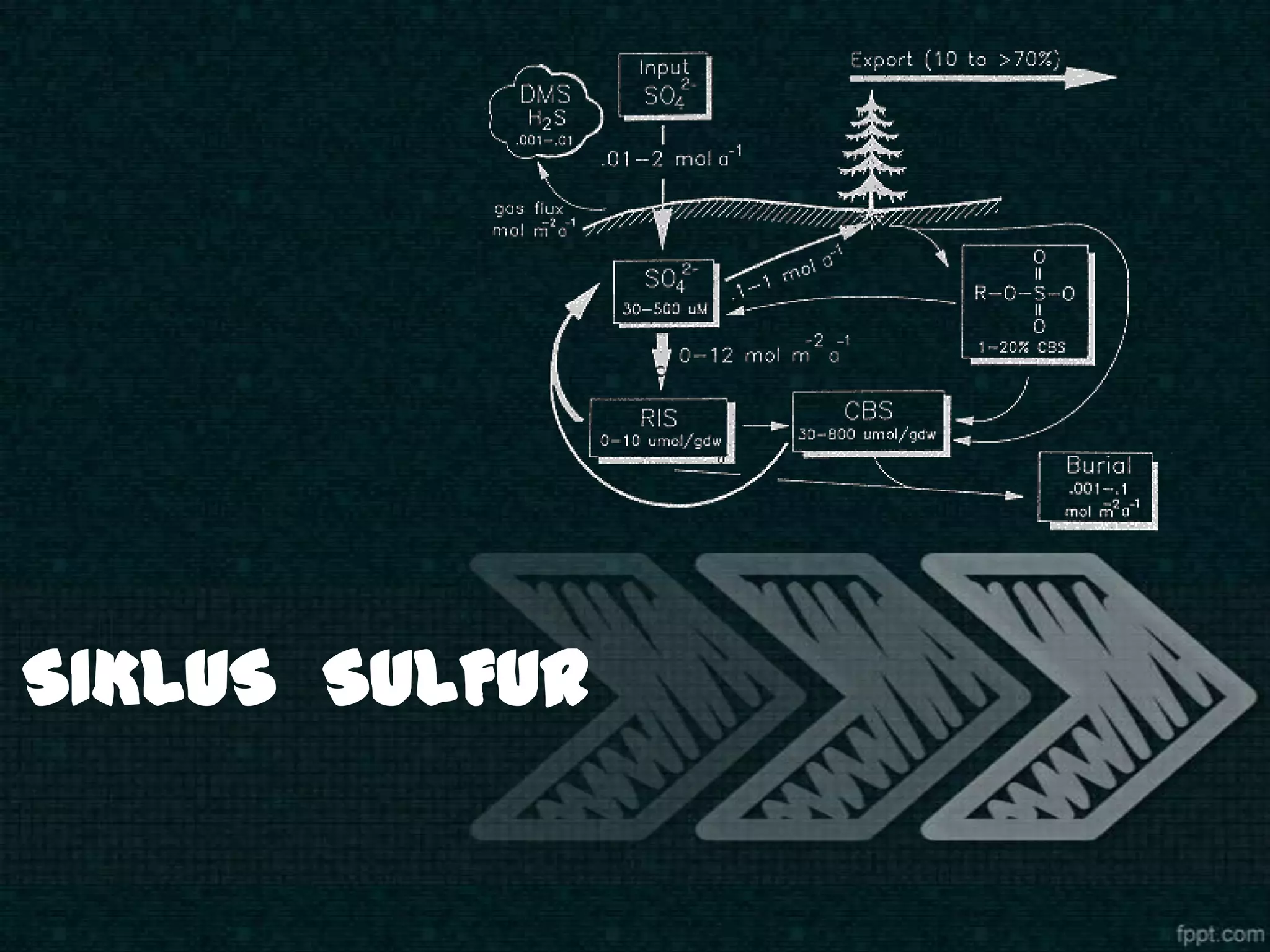 SIKLUS SULFUR ATAU BELERANG | PPT