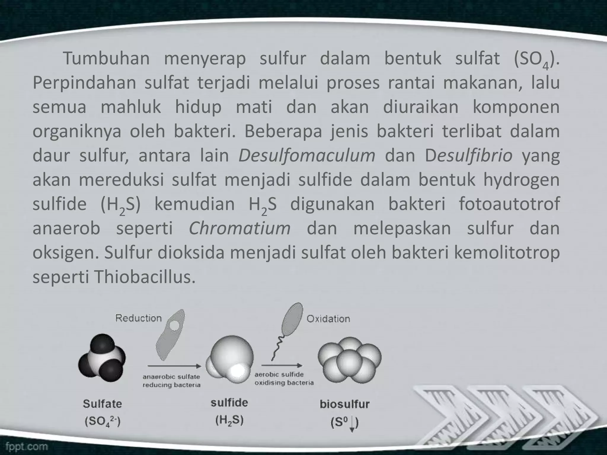 SIKLUS SULFUR ATAU BELERANG | PPT