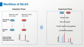 Brief Introduction of SILAC | PDF
