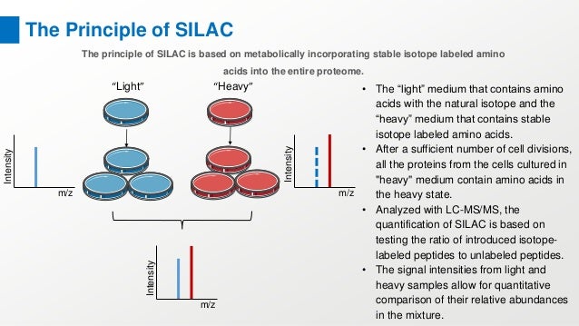 Brief Introduction of SILAC