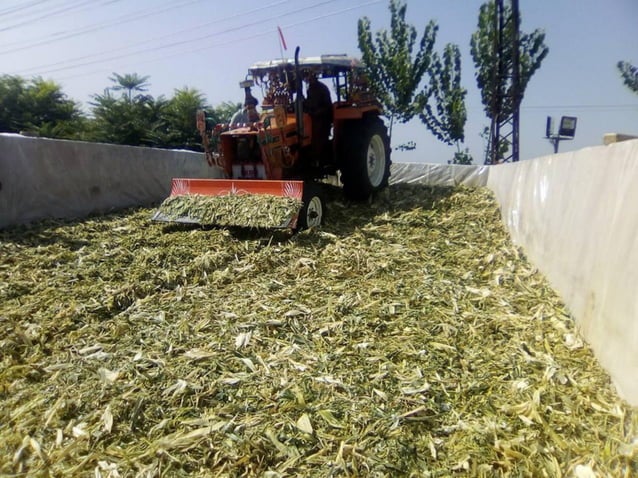 Silage making | PDF